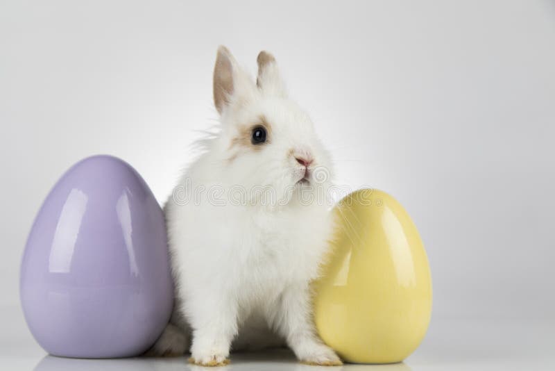 Bunny, Rabbit and Easter Eggs Stock Image - Image of small, little ... Bunny, Rabbit and Easter Eggs Stock Image - Image of small, little ...