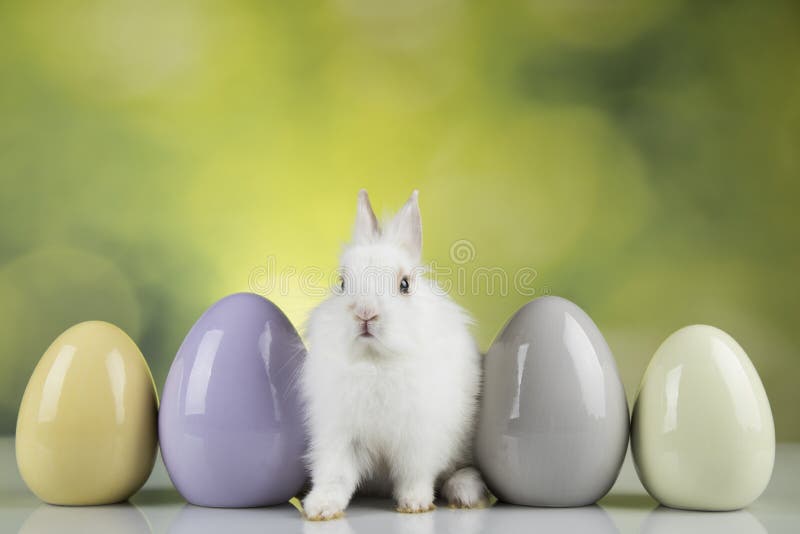 Bunny, Rabbit and Easter Eggs Stock Photo - Image of symbol, white ... Bunny, Rabbit and Easter Eggs Stock Photo - Image of symbol, white ...