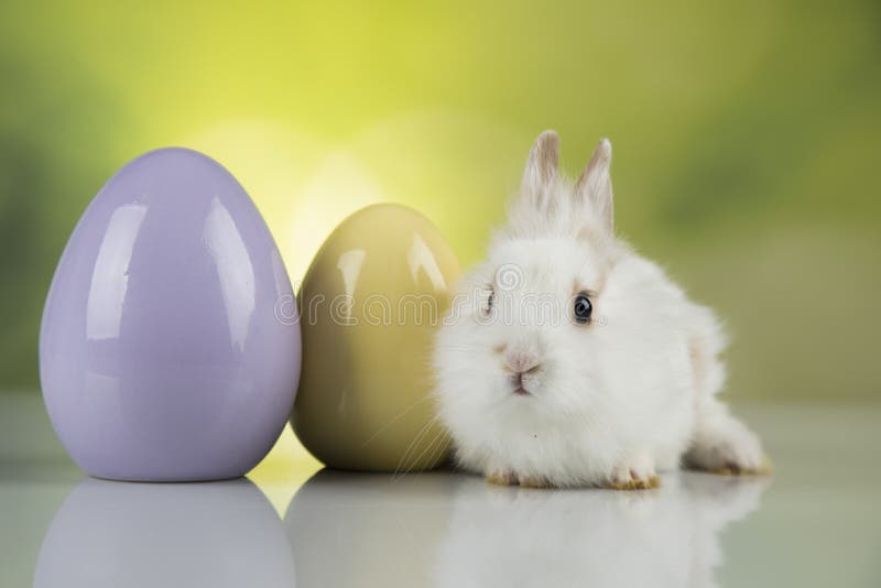 Bunny, Rabbit and Easter Eggs Stock Image - Image of fluffy, symbol ... Bunny, Rabbit and Easter Eggs Stock Image - Image of fluffy, symbol ...