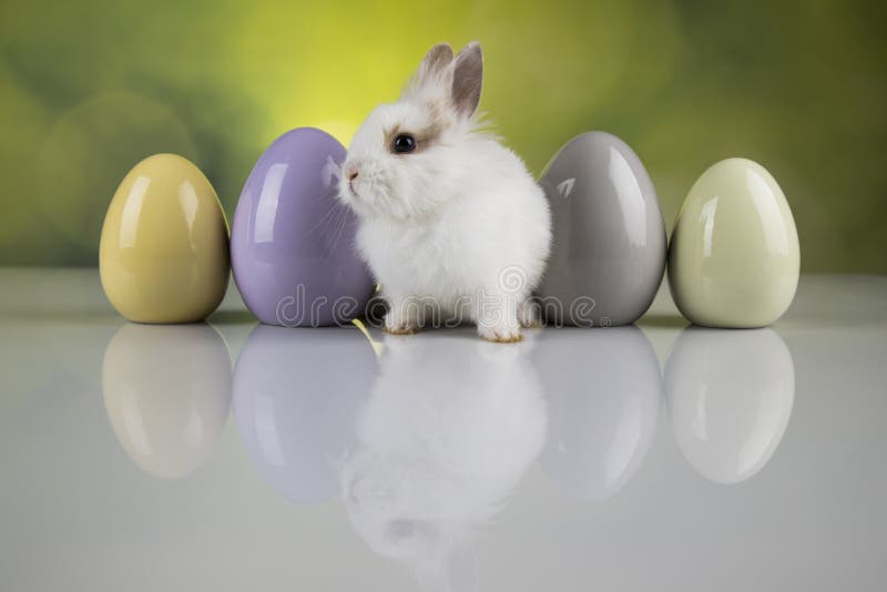 Bunny, Rabbit and Easter Eggs Stock Photo - Image of rabbit, funny ...