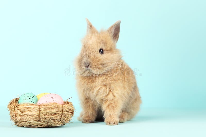 Bunny Rabbit with Easter Eggs Stock Image - Image of easter, domestic ...