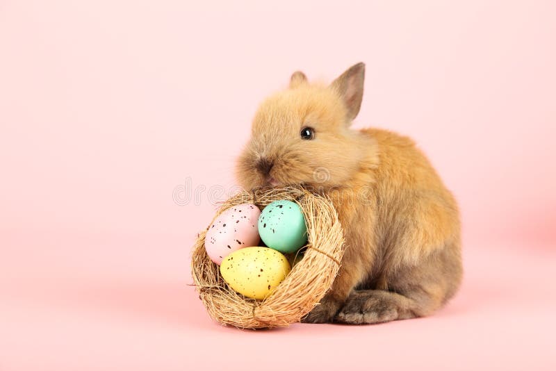 Bunny Rabbit with Easter Eggs Stock Image - Image of colorful, eggs ...