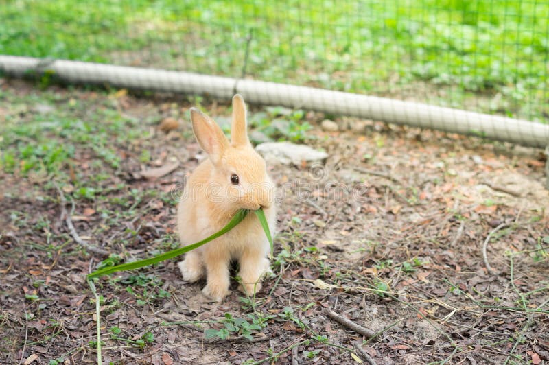 Bunny Rabbit Eating Grass in Garden Stock Photo - Image of cute, little ...
