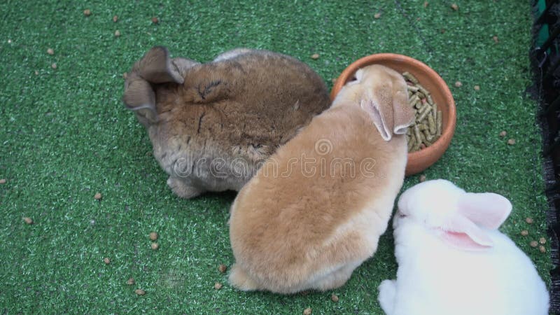 Bunny Rabbit Eating in the Cage Stock Footage - Video of bunny, eyes ...
