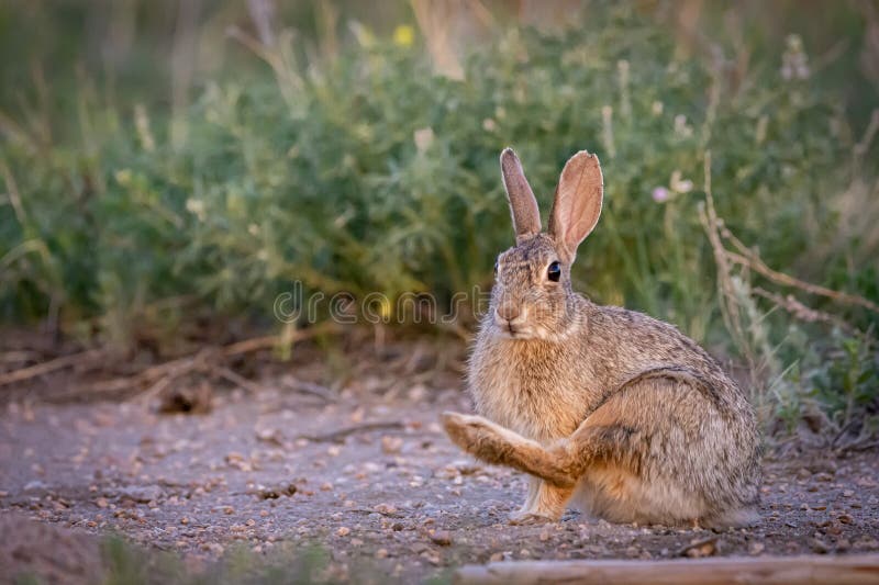 Bunny. Rabbit in a Field, Adorable Stock Image - Image of wildlife ...