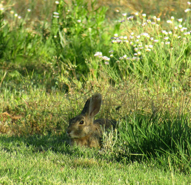Bunny rabbit in grass stock image. Image of prairie - 182660663