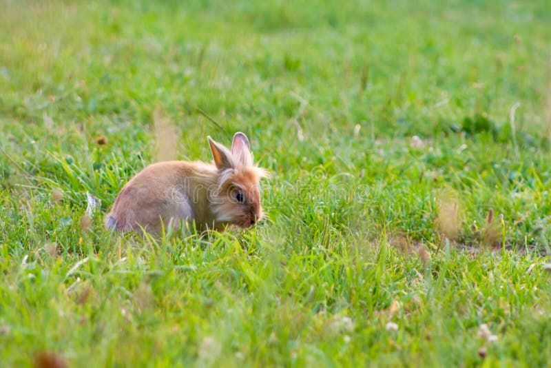 Bunny rabbit on the grass stock image. Image of brown - 129425599