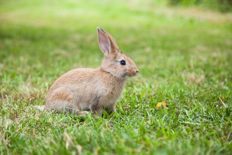 Bunny rabbit on the grass stock image. Image of garden - 85016905