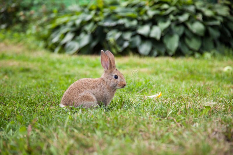 Bunny rabbit on the grass stock image. Image of garden - 85016905