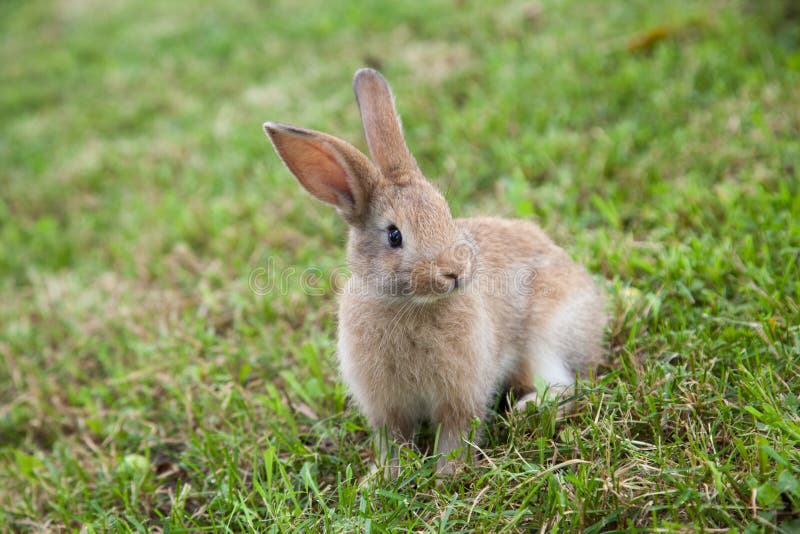 Bunny rabbit on the grass stock image. Image of garden - 85016905