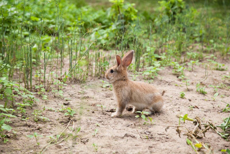 Bunny rabbit on the grass stock image. Image of garden - 85016905