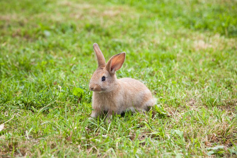 Bunny rabbit on the grass stock image. Image of garden - 85016905