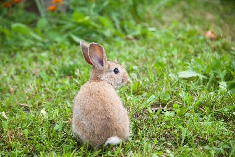 Bunny rabbit on the grass stock image. Image of cute - 85049019