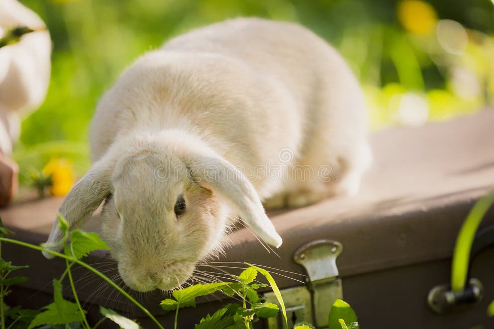 Bunny Rabbit on the Grass. Close Up. Stock Image - Image of fast, grass ...
