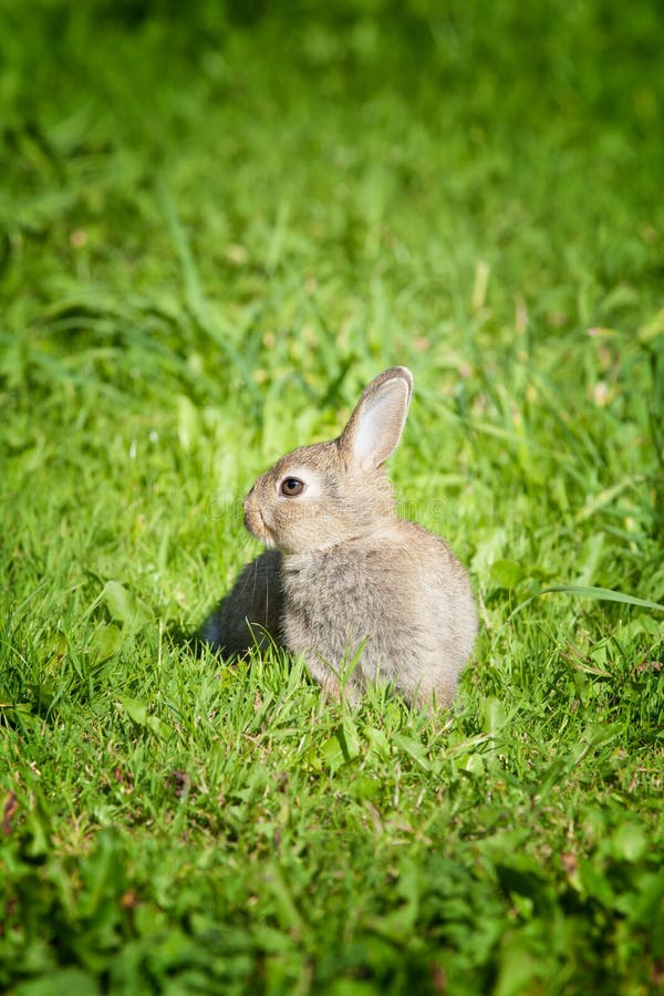 Bunny Rabbit in a Green Grass Stock Photo - Image of rabbit, nature ...