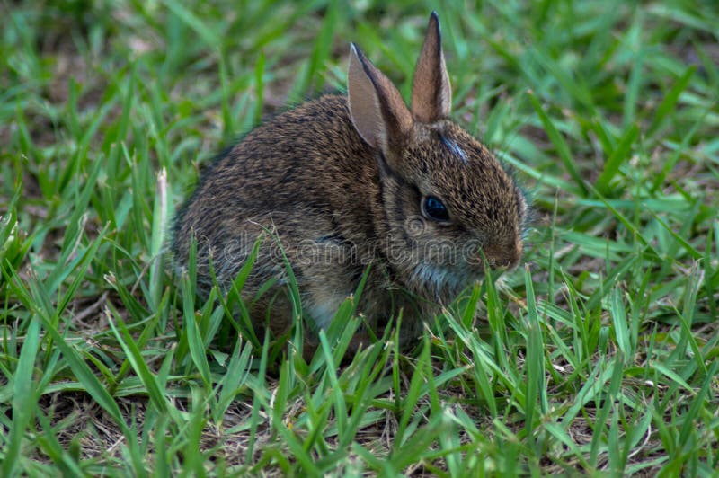 Hopping Rabbit Images - Download 663 Royalty Free Photos - Page 2