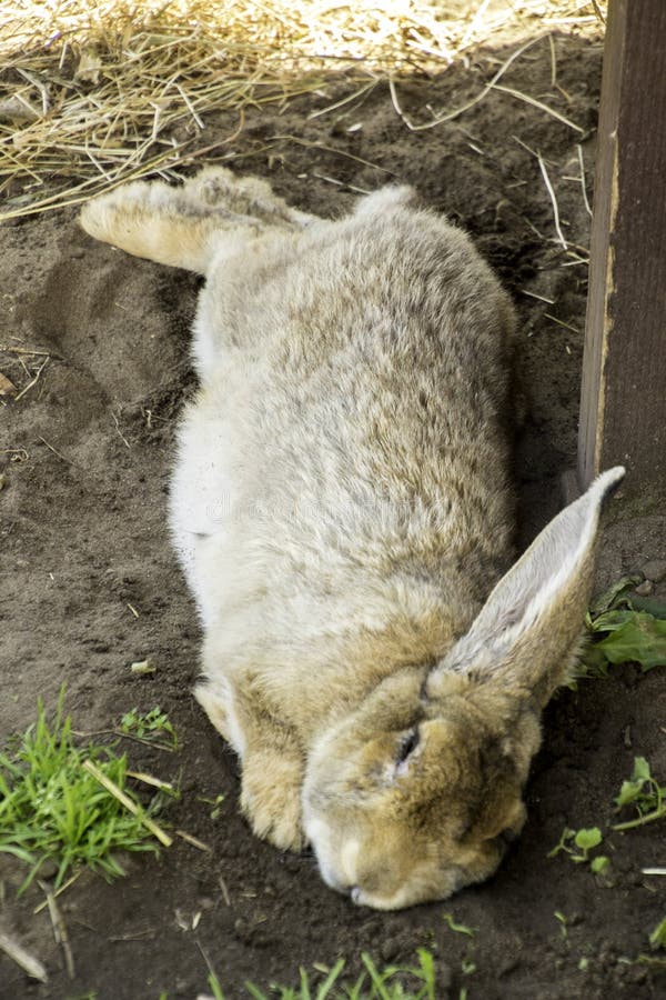 Bunny Rabbit stock image. Image of relaxing, bright - 157667633
