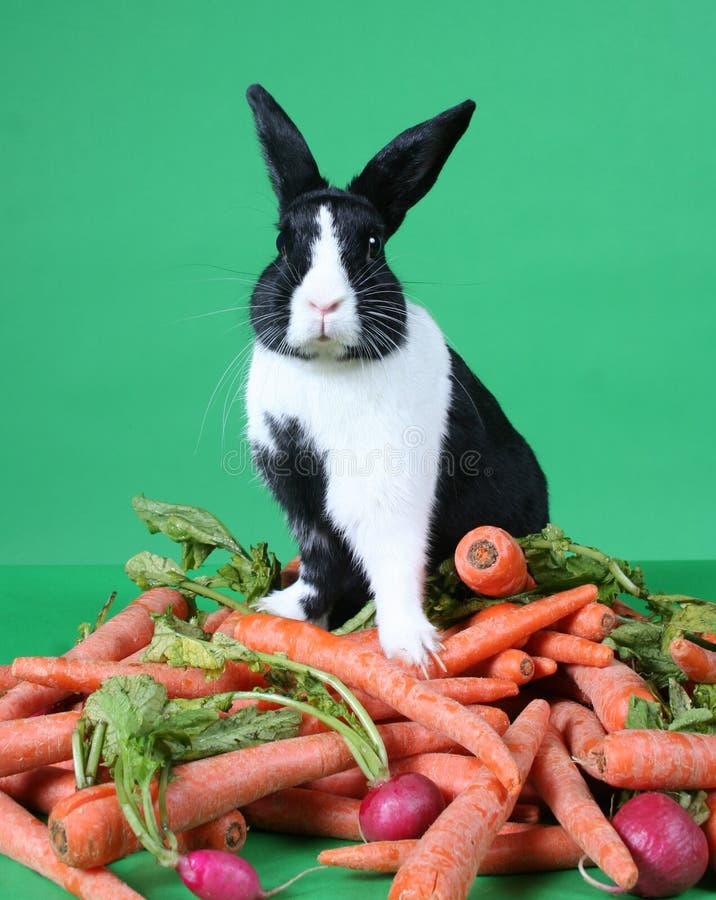 Bunny Rabbit on Pile of Vegetables Stock Photo - Image of abundance ...