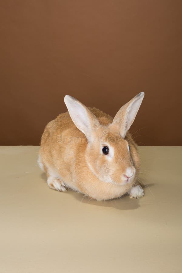 Bunny Rabbit Posing in a Tube in a Studio Against a Cream and Brown ...