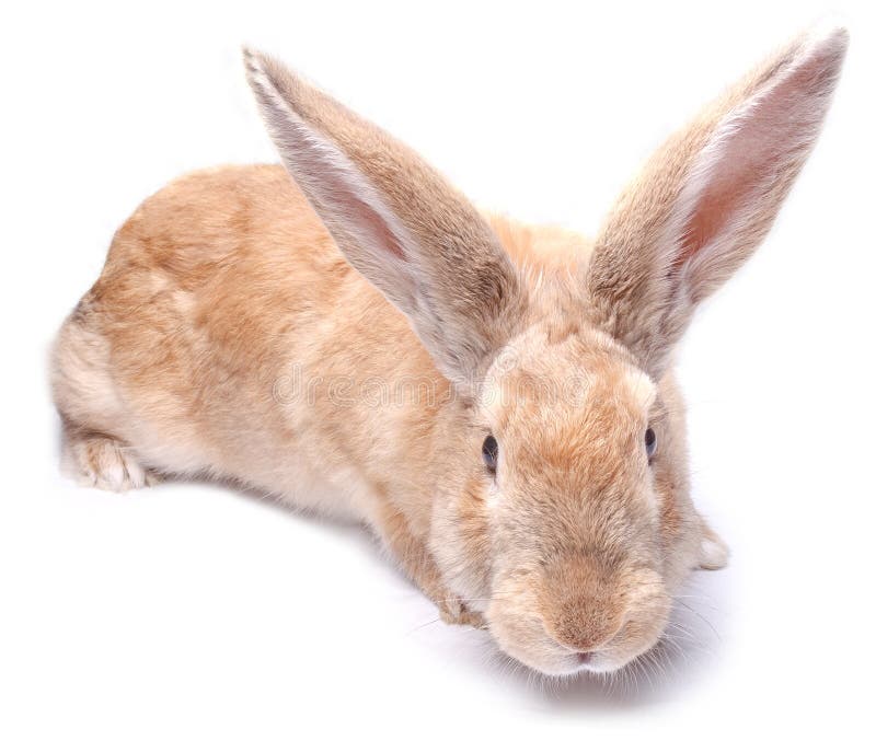 Bunny Rabbit Red Isolated on White Background Sits Stock Image - Image ...