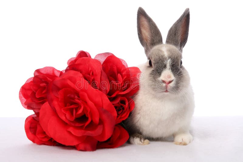 Bunny Rabbit and Roses stock image. Image of flowers - 12950307