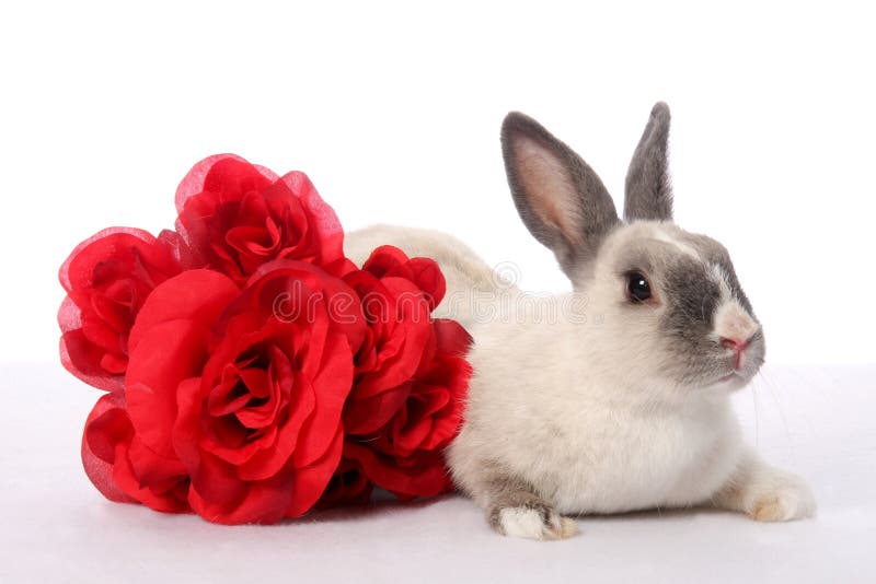 Bunny Rabbit Cleaning stock image. Image of love, cuddly - 12950091