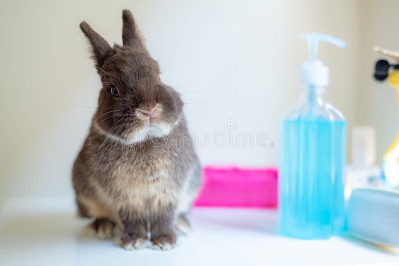 Bunny Rabbit in Scientific Lab Stock Image - Image of clinic ...