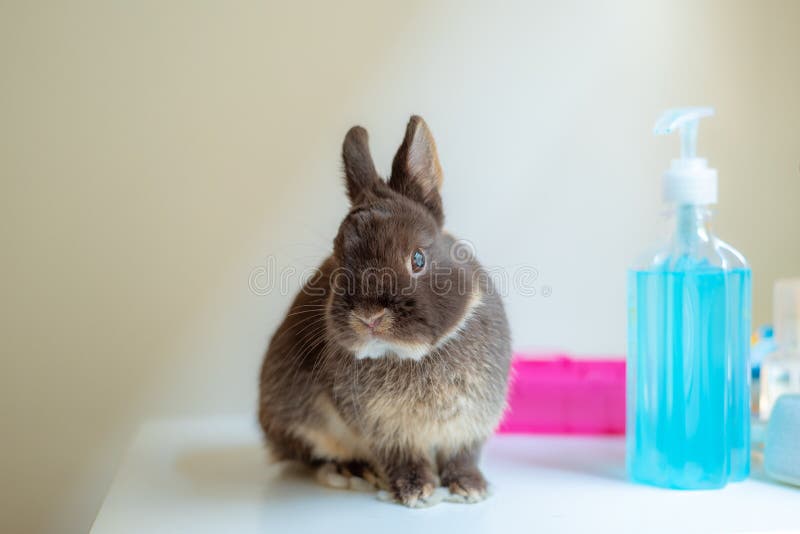 Bunny Rabbit in Scientific Lab Stock Image - Image of care, biology ...
