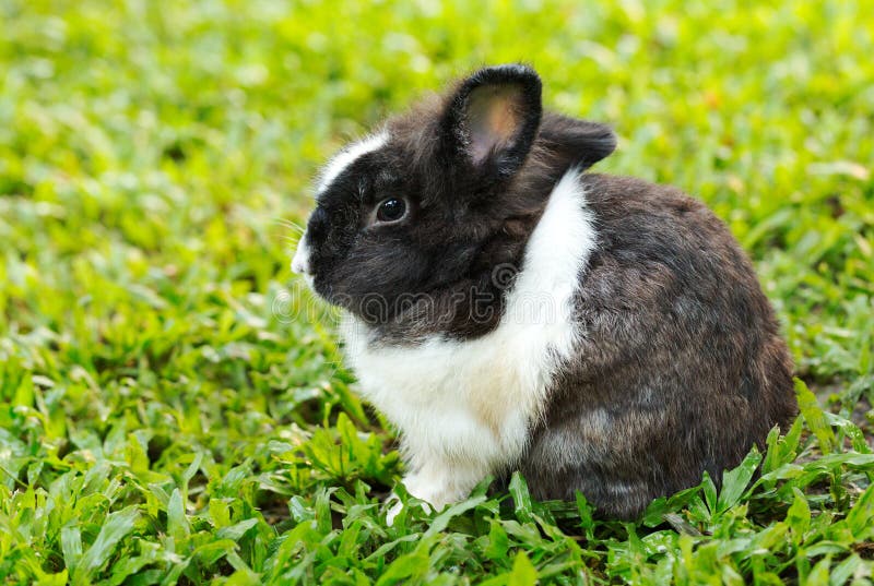 Bunny Rabbit Sits Quietly On The Lawn. Picture Image: 33319487