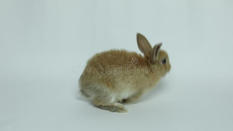 Bunny rabbit sitting stock footage. Video of isolatedonwhite - 115862674