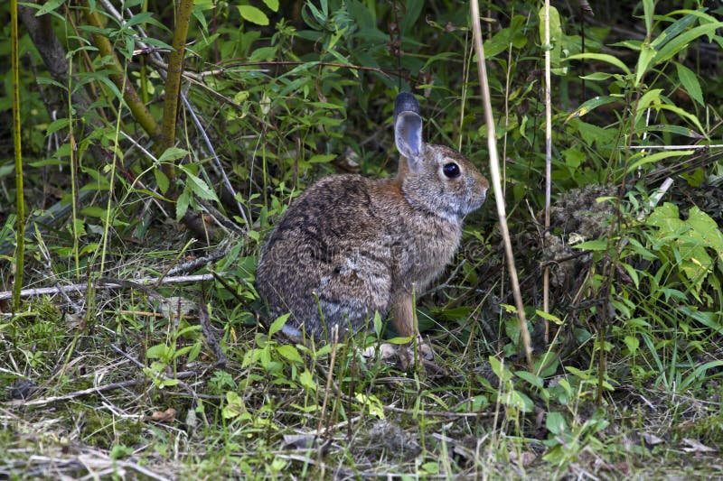 A Bunny Rabbit Sitting in the Foliage of a Forest. Stock Photo - Image ...