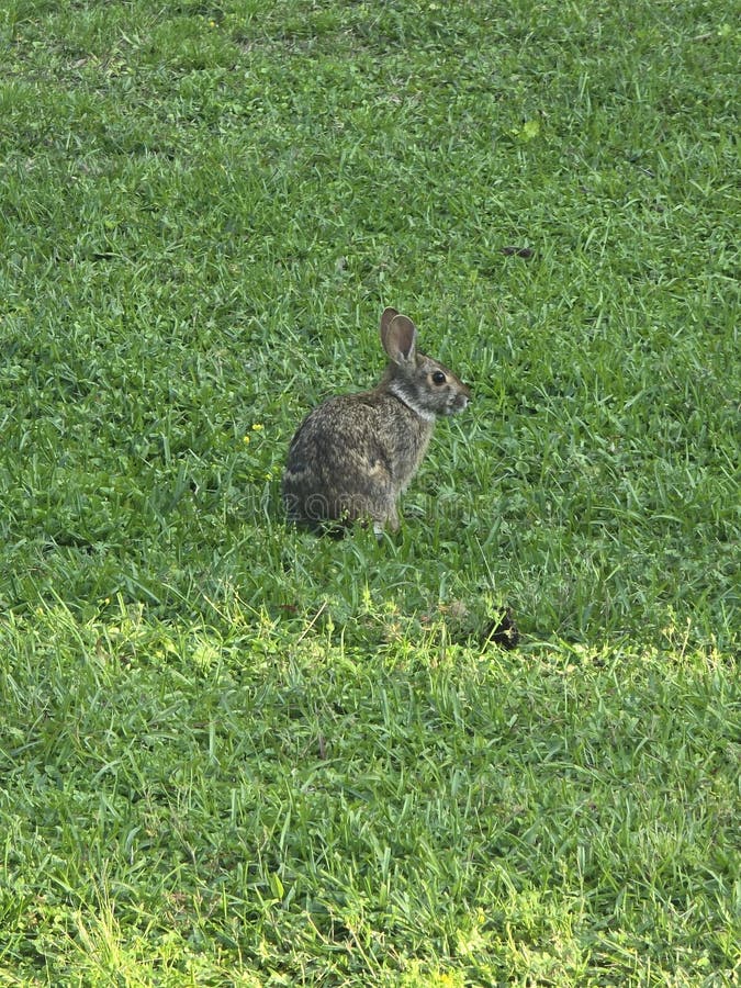 The Bunny Rabbit Sitting Quietly in the Yard Stock Image - Image of ...