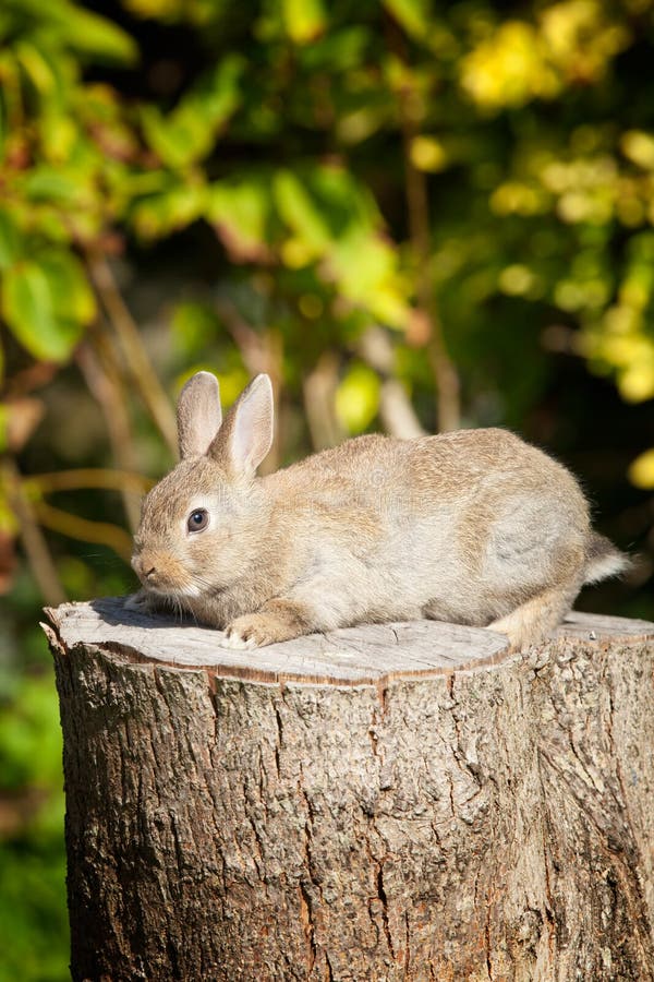 Rabbit Sitting On A Tree Stump Stock Image - Image of nature, sitting ...
