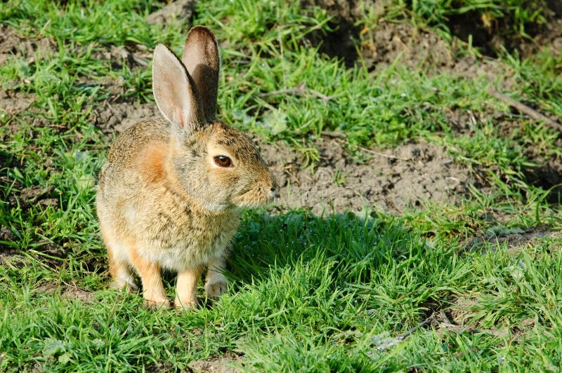 Rabbit sitting and waiting stock image. Image of animal - 2285323