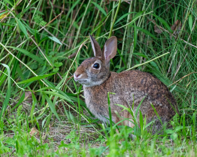 Bunny Rabbit in Tall Grass in the Park Stock Image - Image of tall ...