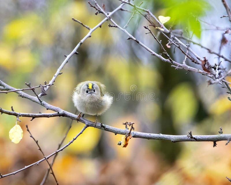 Bunny rabbit on a tree stock image. Image of animal - 201126273