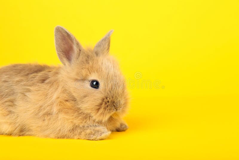 Bunny rabbit stock photo. Image of bunny, brown, adorable - 167510224
