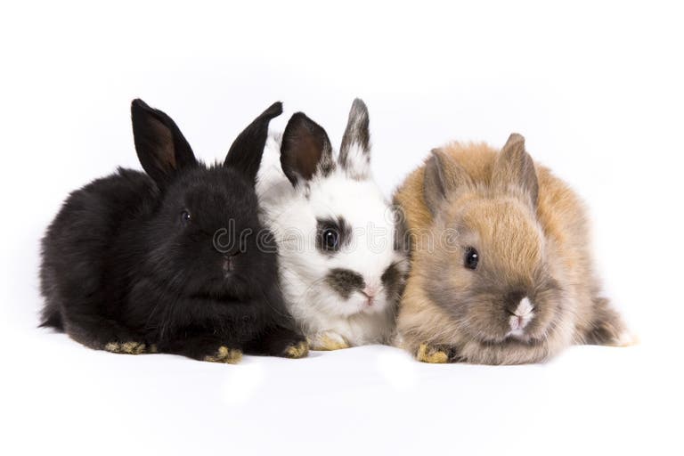 Bunny Rabbits stock image. Image of special, family, sisters - 2026061