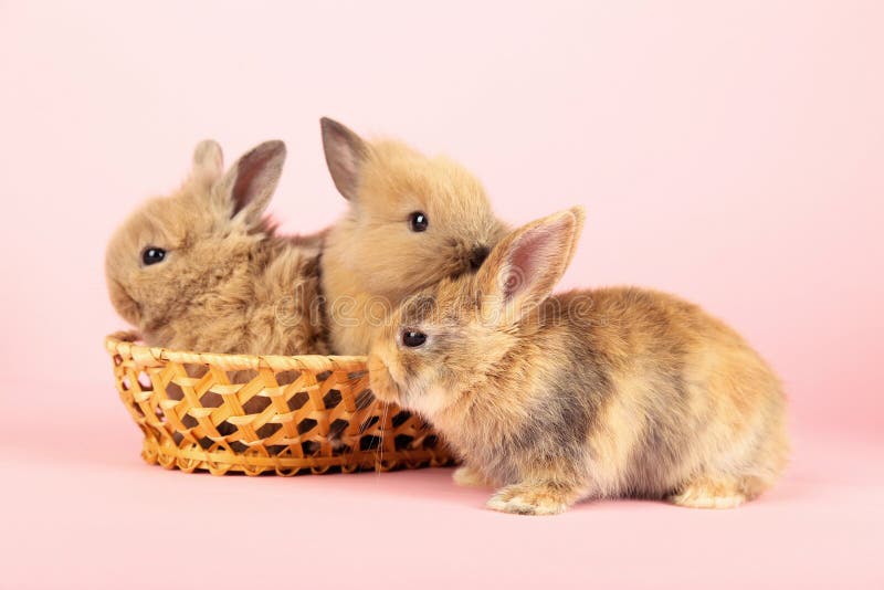 Bunny rabbits in basket stock image. Image of hare, brown - 167510307