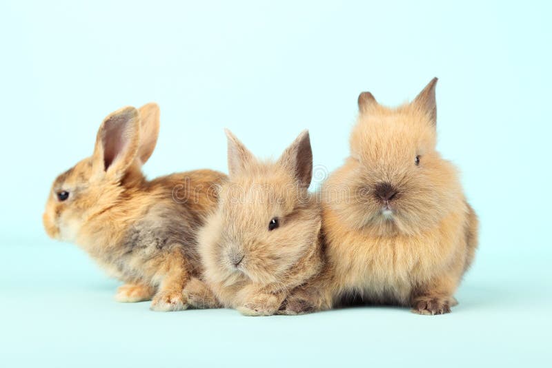 Bunny rabbits stock photo. Image of mammal, adorable - 172143238