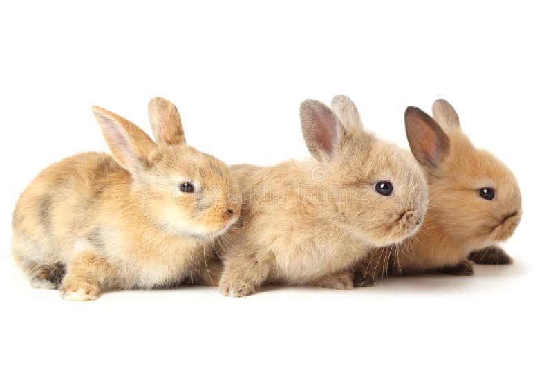 Bunny rabbits stock photo. Image of rabbit, closeup - 172142978
