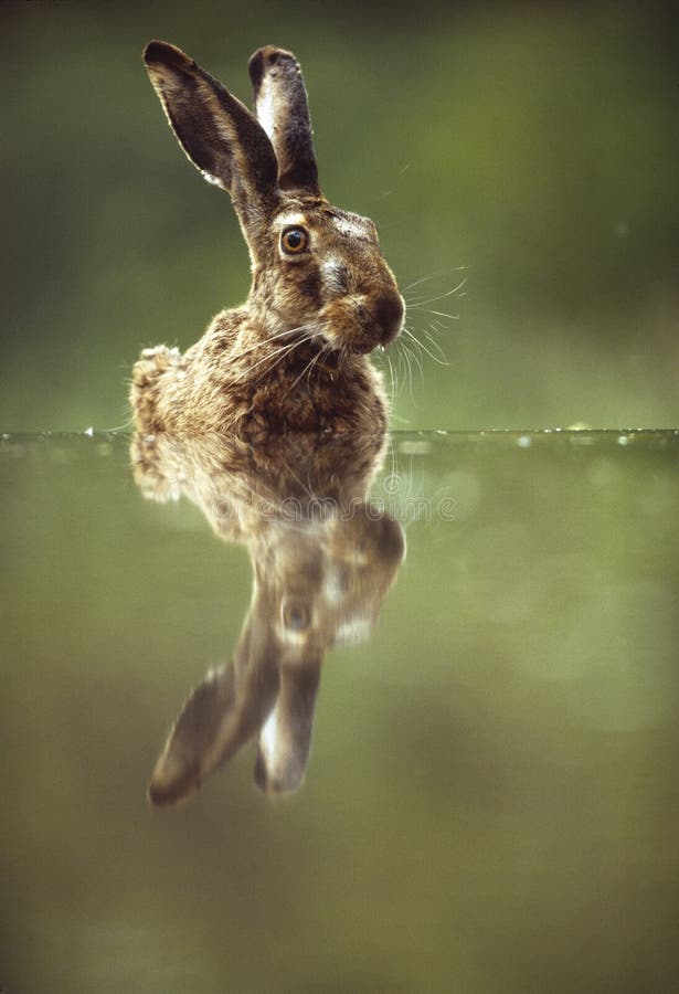 A Bunny or Rabbyt is in the Water Stock Image - Image of focus, rabbit ...
