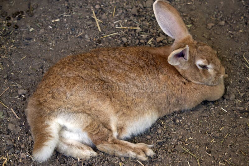 The Easter Bunny is Resting after Giving Out Easter Eggs Stock Photo ...
