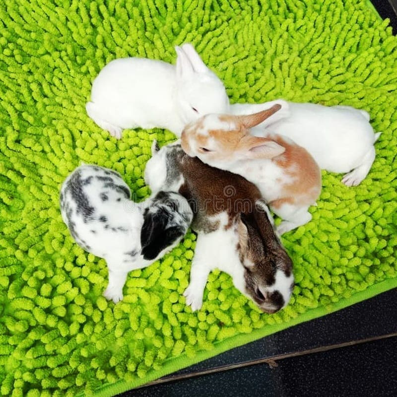 Bunny of rex rabbit stock photo. Image of cute, rabbit - 262299790