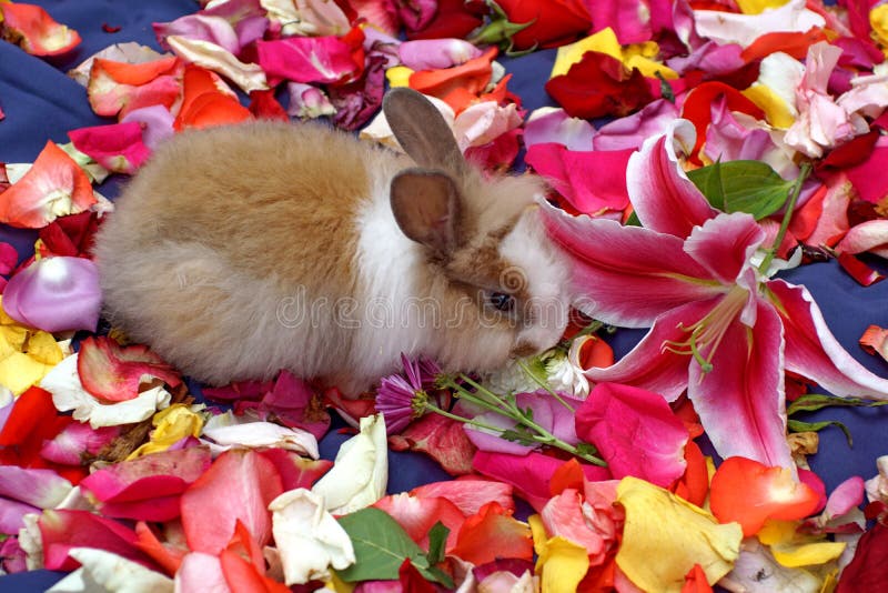 Bunny on rose petals stock photo. Image of spring, romantic - 151948206
