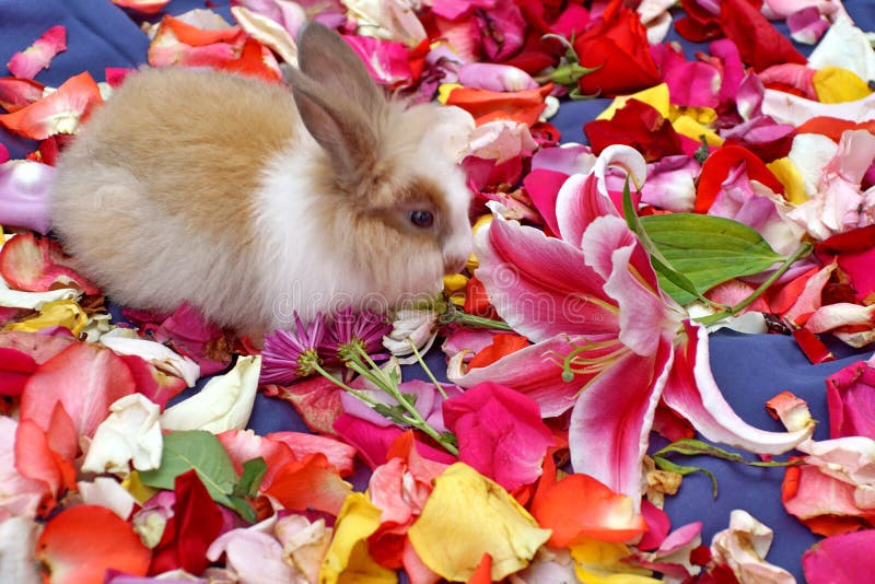 Bunny on rose petals stock photo. Image of valentines - 151967742