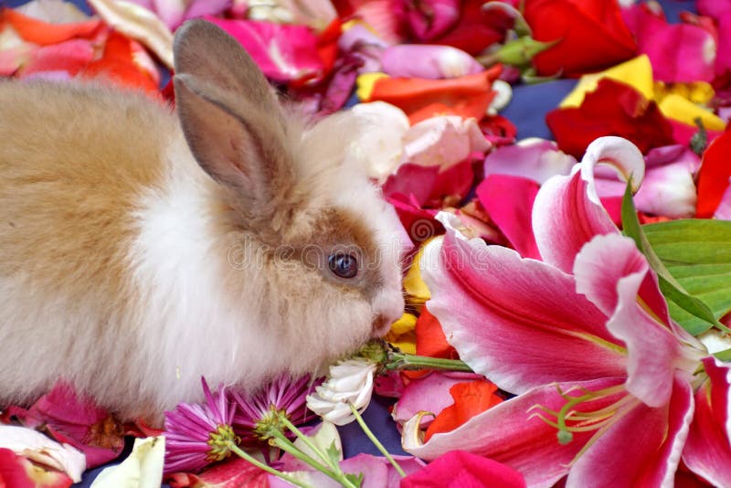 Bunny on rose petals stock image. Image of bunnies, bunny - 151967917