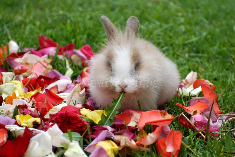 Bunny on rose petals stock image. Image of bunnies, flower - 152056295