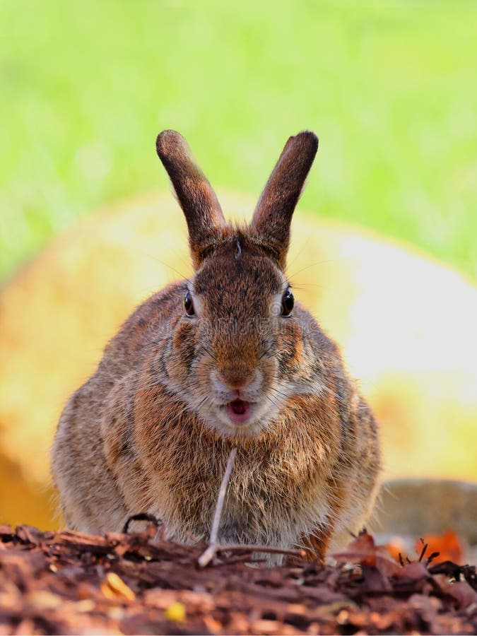 A Rabbit on Ground with Leaves in Foreground and an Object of Rock in ...