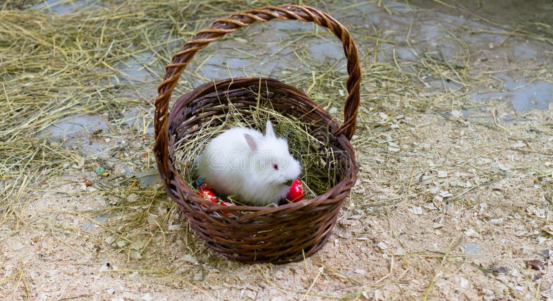 Bunny Sitting in a Basket with Easter Eggs Stock Photo - Image of hunt ...
